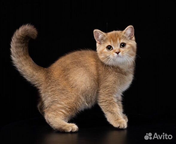 Британская кошечка