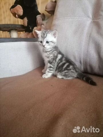 Британская короткошерстная кошка
