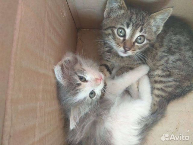 Котята ищут дом