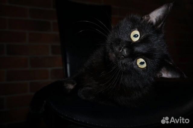 Кот ищет дом