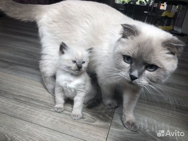 Котята зайчата