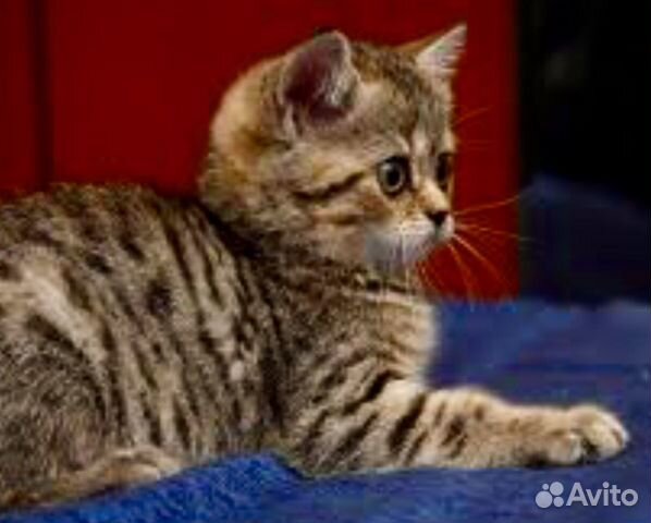 Катенок британец 2 мес