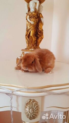 Сатиновые барашки