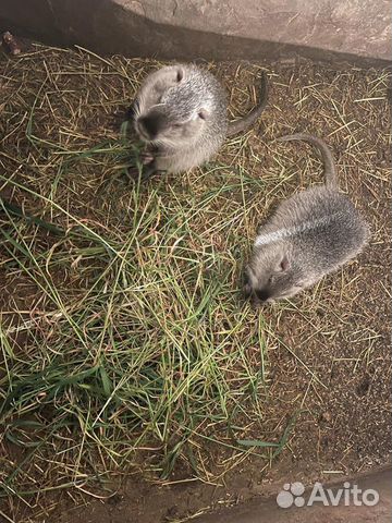Нутрии на племя