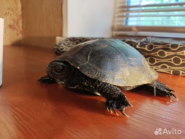 Болотная черепаха