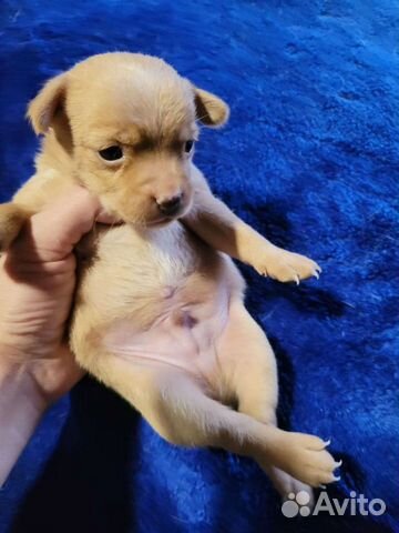 Королевский той терьер