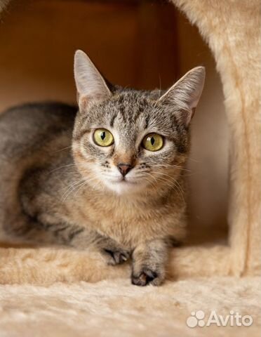 Маленькая кошечка Холли в добрые руки