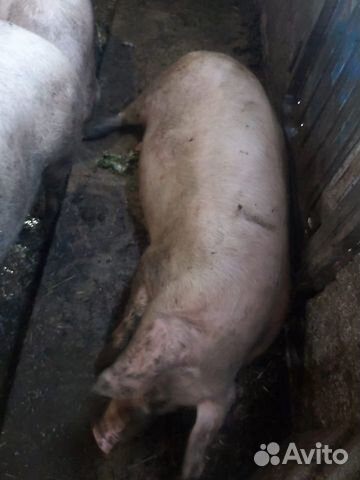 Свиноматки