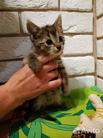 Котенок Миша