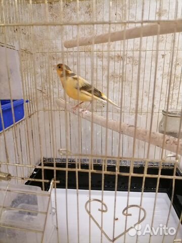 Продам кенаров, канарейка+клетки