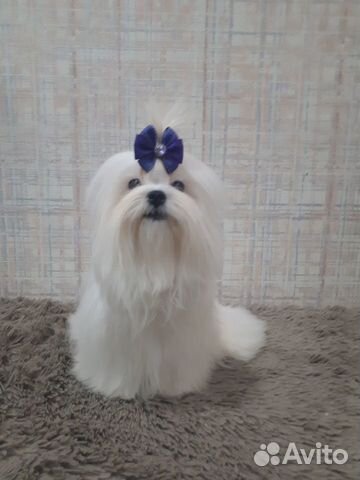 Подрощенный мальчик мальтезе