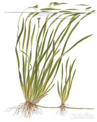 Винтовая валиснерия