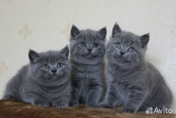 Британские котята