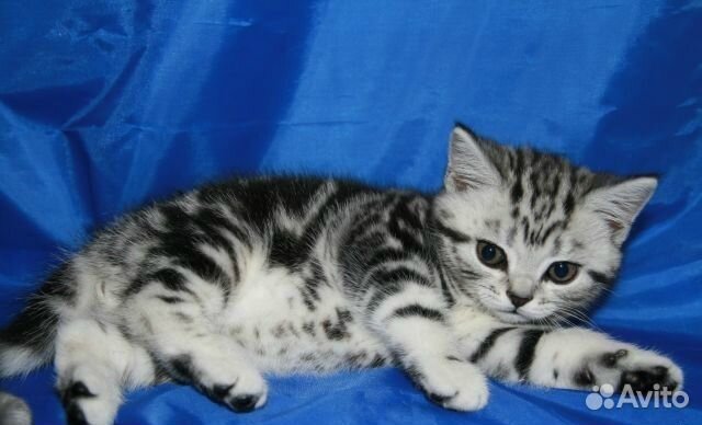 Британские котята