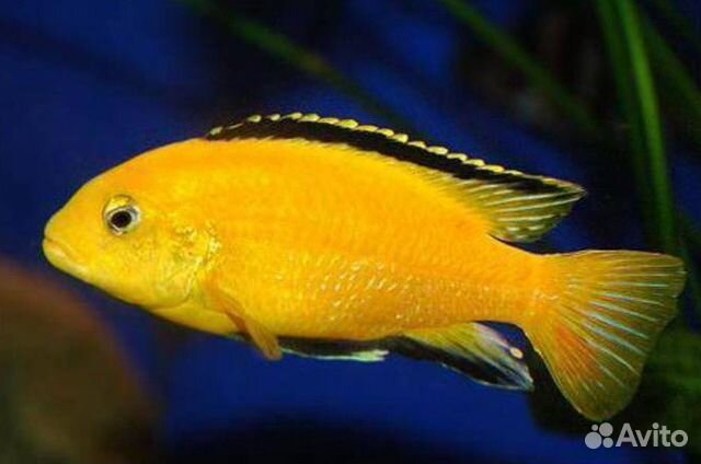 Цихлиды малавийские разные