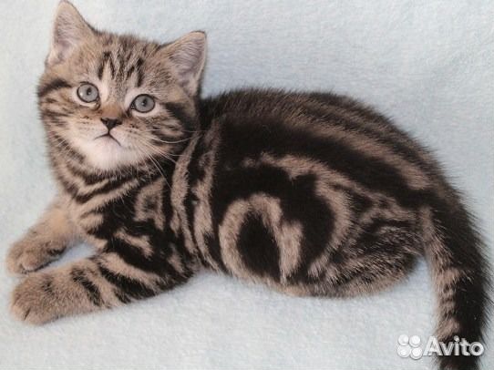 Красивая мраморная кошечка