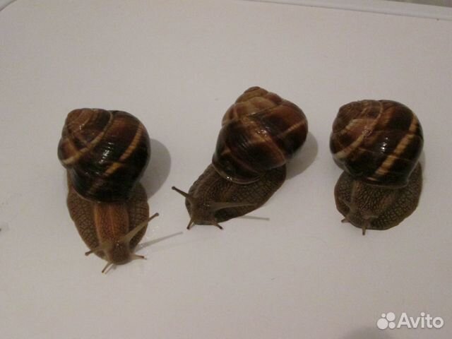 Виноградная улитка