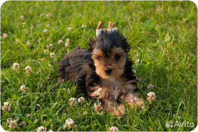 Стандартная йорка