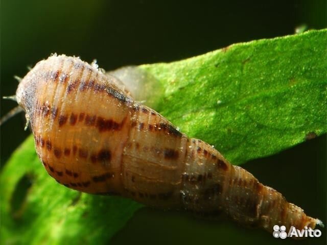 Улитки Мелании