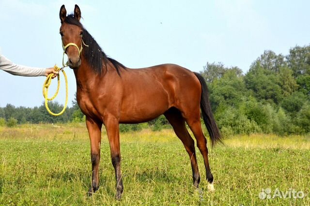 Молодая полукровная кобыла