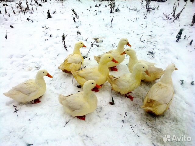 Пекинская утка