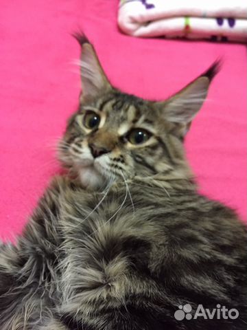 Котята Мэйн кун