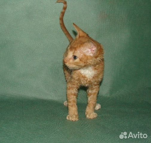 Наимилейший Ванечка