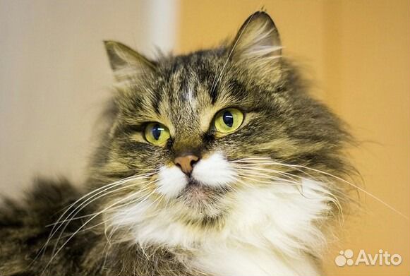 Кошечка пушистик ищет дом