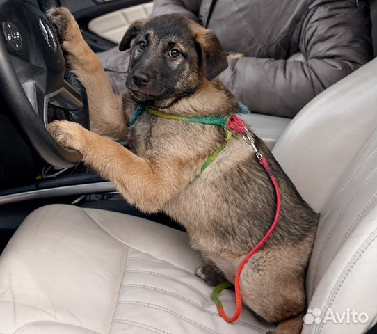 Модный пацан - щенок в добрые руки