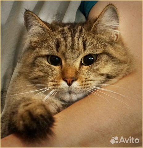 Лапушка - зеленоглазая барышня (фенотип)