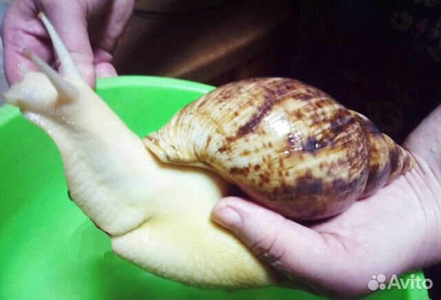 Ретикуляты разных возрастов и размеров, другие ули