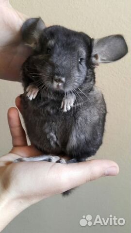 Шиншиллы и шиншиллки ищут новых друзей