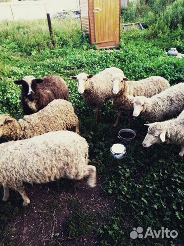 Курдючный баран