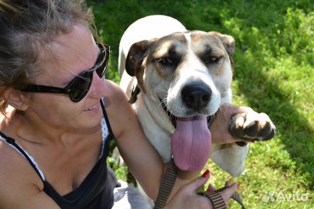 Необыкновенная Ксюха в поисках собачьего счастья