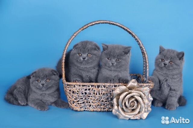 Восторг и умиление Сэм и Сесиль