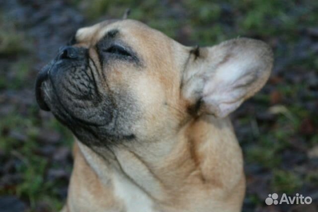 Дашка - рыжая милашка