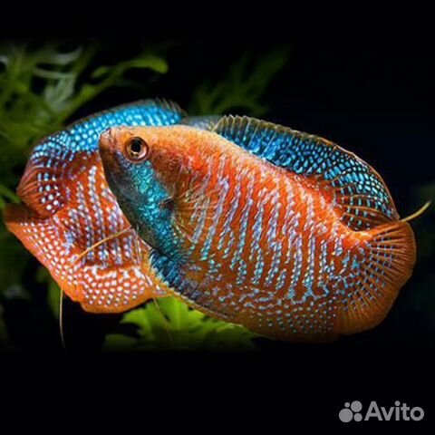 Аквариумная рыбка "Лялиус" 3 вида