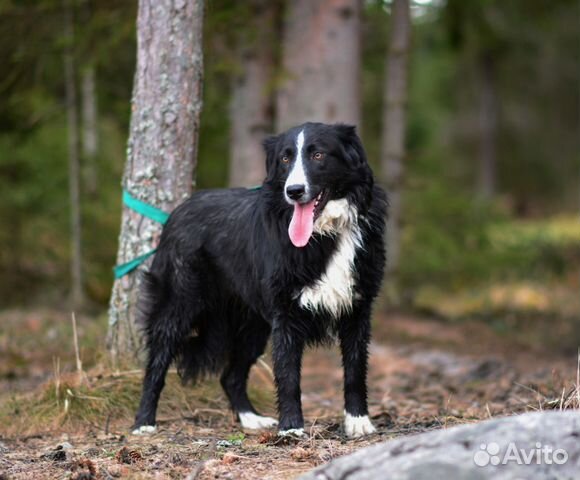 Миниатюрная Дивна в добрые руки
