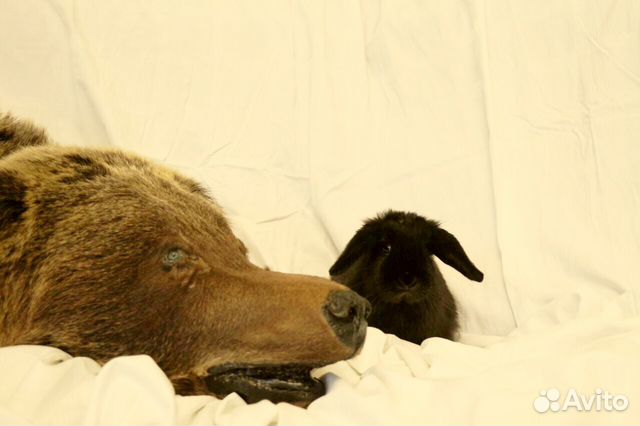 Вислоухий крольчонок Билли и много других. Вакцини