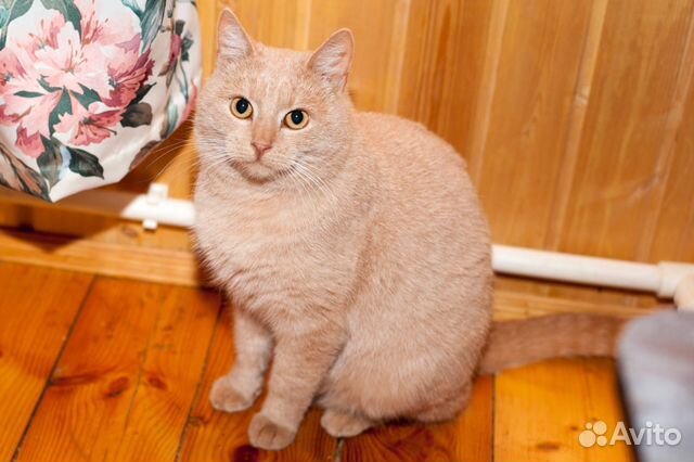 Рыжий кот в добрые руки