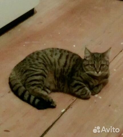 Тигровая Маруся в поисках доброго дома