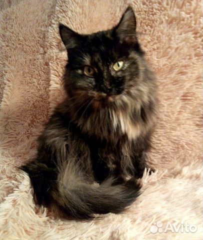 Красавица Пушинка в добрые руки