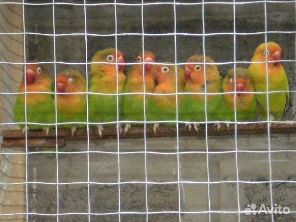 Попугаи оптом