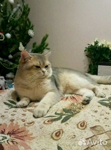 Ласковый молодой кот для вязки на своей территории