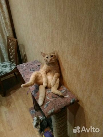 Рыжий котенок 7 мес