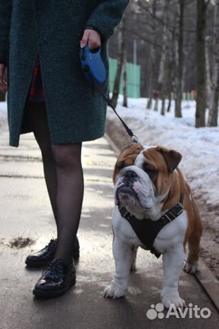 Английский бульдог вязка