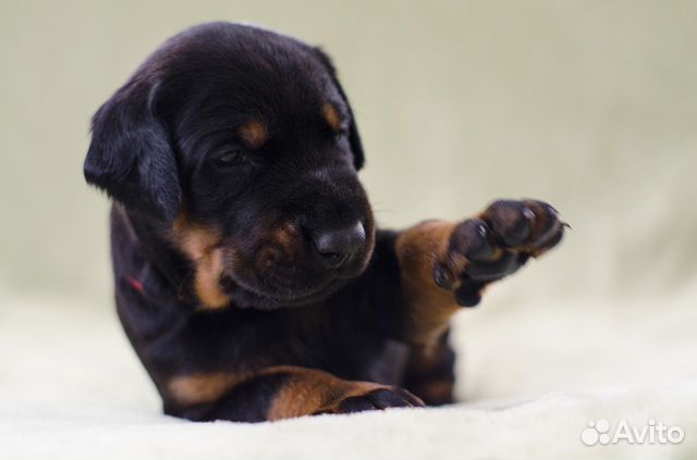 Щенки. Импортные крови