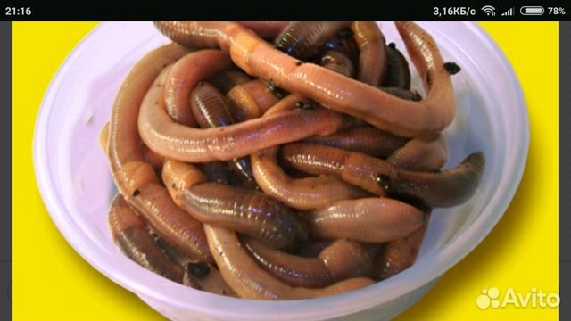 Крупные черви выползки 50 шт
