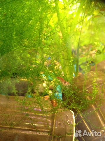 Креветки вишни