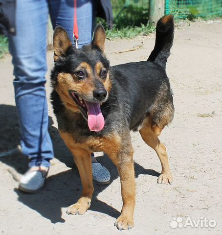 Овчаристый пес Каштан